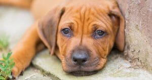Rhodesian Ridgeback Size Chart | Growth & Weight Chart