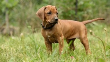 Rhodesian Ridgeback Size Chart | Growth & Weight Chart
