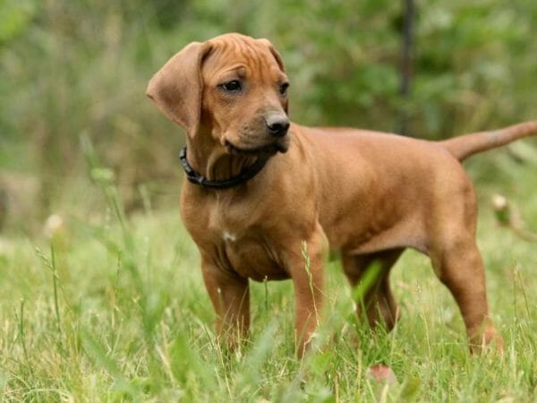 Bernese Mountain Dog Size Chart | Growth & Weight Chart