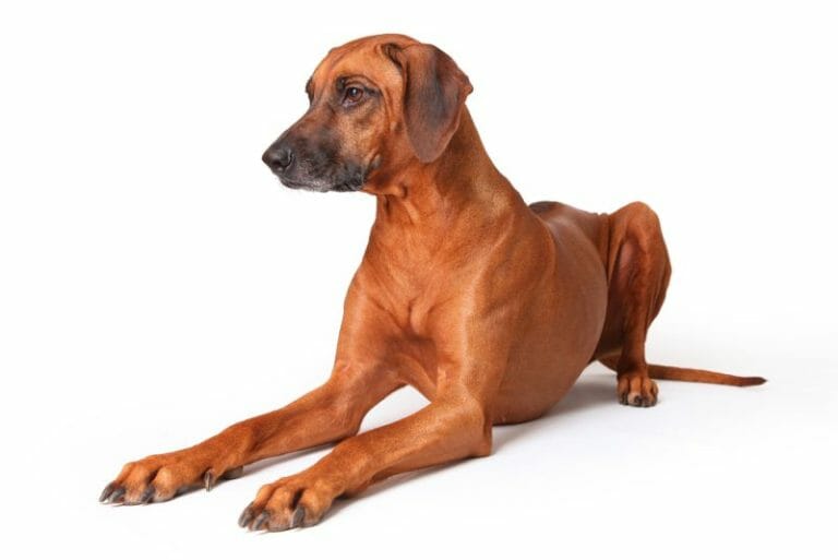 Rhodesian Ridgeback Size Chart | Growth & Weight Chart