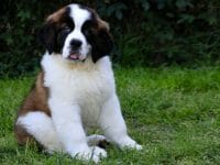 Portuguese Water Dog Growth Chart | Weight & Size Chart