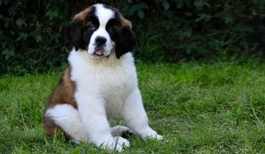 Saint Bernard Growth Chart | St. Bernard Weight & Size