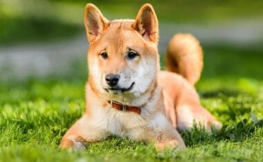 12 Small Guard Dogs | Best Small Dog Breeds To Protect You