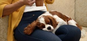 Small Dog Growth Chart | Weight & Size Chart