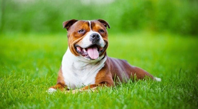 12 Small Guard Dogs | Best Small Dog Breeds To Protect You