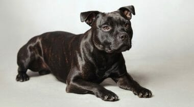 12 Small Guard Dogs | Best Small Dog Breeds To Protect You