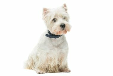 Westie Growth Chart | Size & Weight Chart