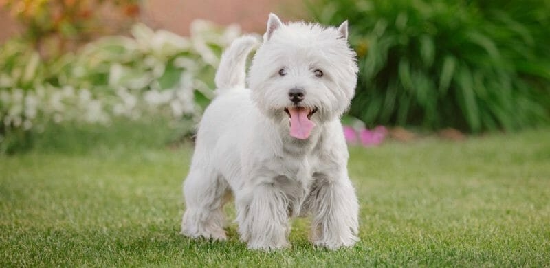 Westie Growth Chart | Size & Weight Chart
