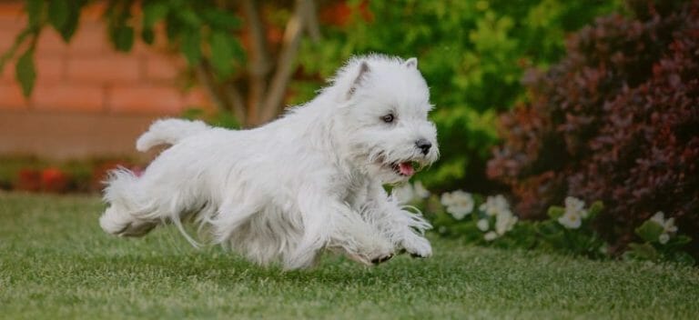 Westie Growth Chart | Size & Weight Chart