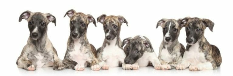 Whippet Weight Chart | Size & Growth Chart