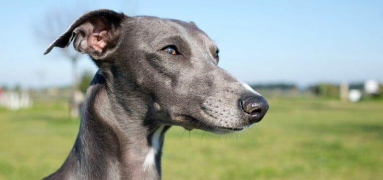 Whippet Weight Chart | Size & Growth Chart