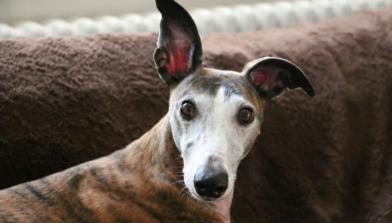 Whippet Weight Chart | Size & Growth Chart