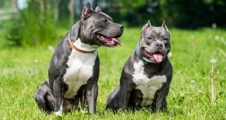 American Bully Colors: Coat And Color Chart