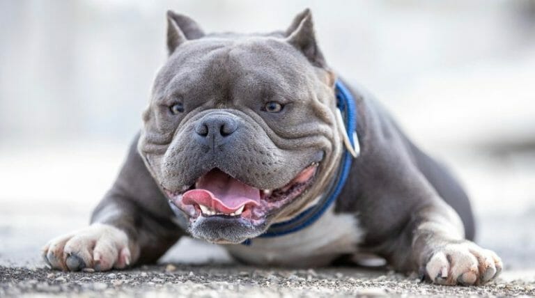 American Bully Bloodlines - Different Bully Types