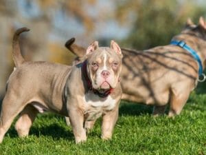 American Bully Colors: Coat And Color Chart