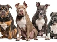 American Bully Size Chart | Bully Weight & Growth Chart