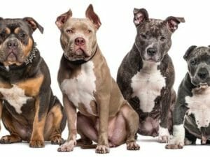 American Bully Size Chart | Bully Weight & Growth Chart