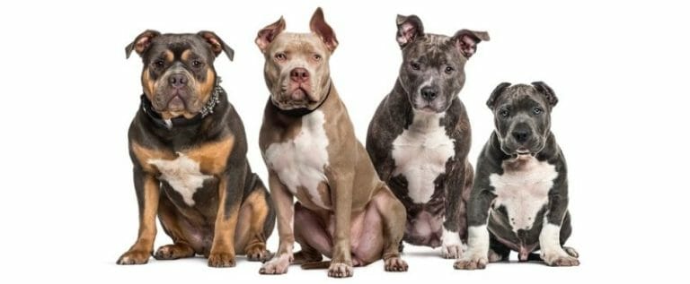 American Bully Colors: Coat And Color Chart