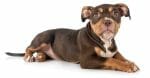 American Bully Colors: Coat And Color Chart
