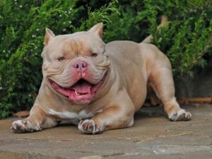 Pug Size Chart | Growth & Weight Chart