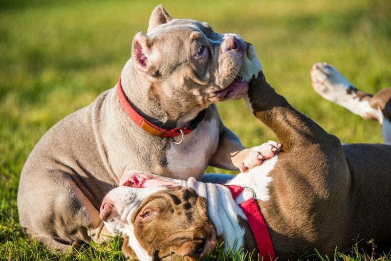 Are American Bullies Aggressive Or Dangerous?