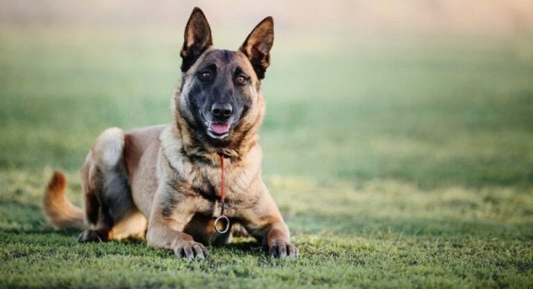 Are Belgian Malinois Aggressive? | Malinois Temperament
