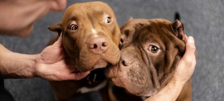 American Bully Colors: Coat And Color Chart