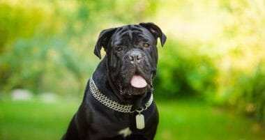 Cane Corso Size Chart | Growth & Weight Chart