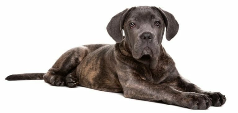 Cane Corso Size Chart | Growth & Weight Chart