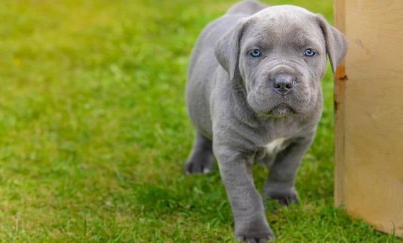 Cane Corso Size Chart | Growth & Weight Chart