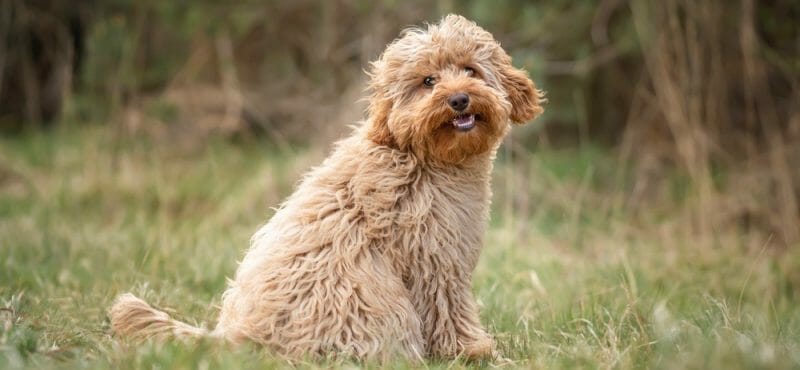 How Much To Feed A Cavapoo Puppy | Cavapoo Feeding Chart