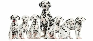 Dalmatian Growth Chart | Size & Weight Chart