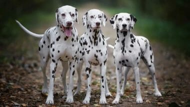 Dalmatian Growth Chart | Size & Weight Chart