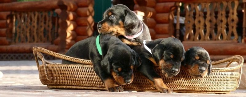 How Much To Feed A Doberman Puppy | Doberman Feeding Chart