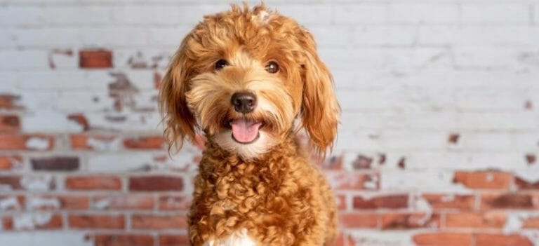 How Much To Feed A Goldendoodle Puppy | Feeding Chart