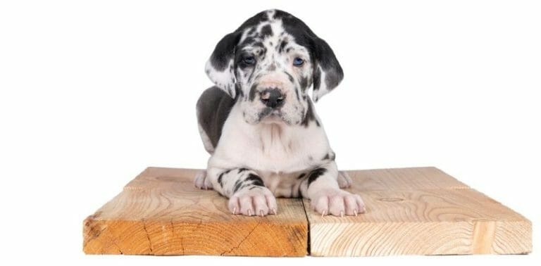 Great Dane Size Chart | Growth & Weight Chart