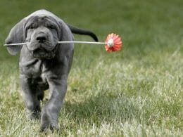 German Shorthaired Pointer Growth Chart | GSP Weight & Size