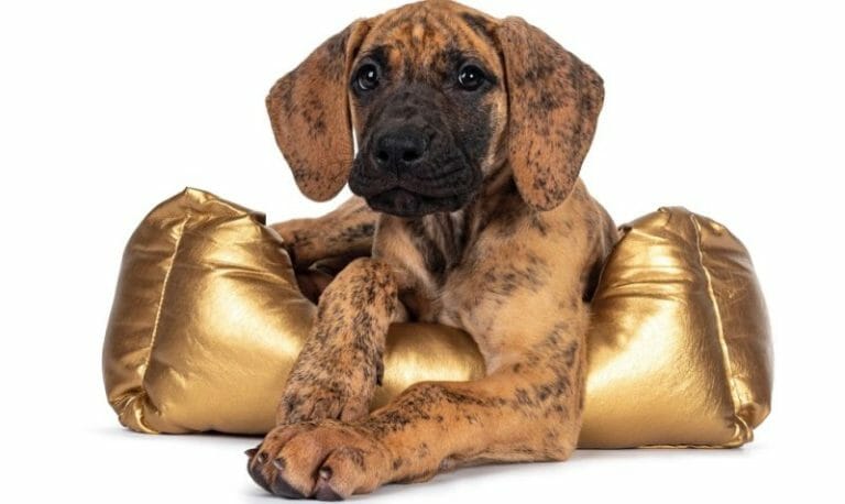 Great Dane Size Chart | Growth & Weight Chart