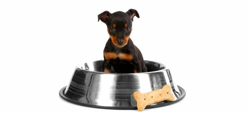 How Much To Feed A Doberman Puppy | Doberman Feeding Chart
