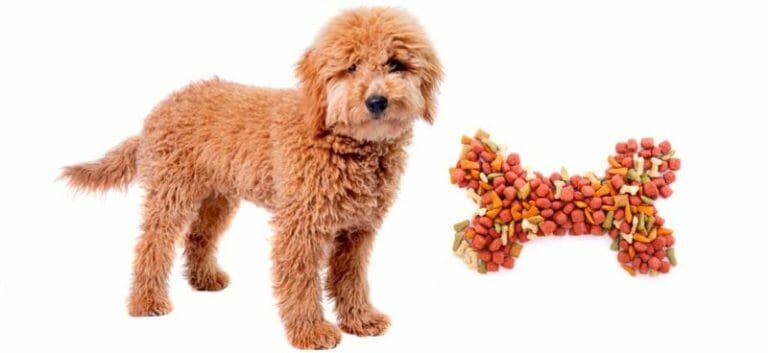 How Much To Feed A Goldendoodle Puppy | Feeding Chart