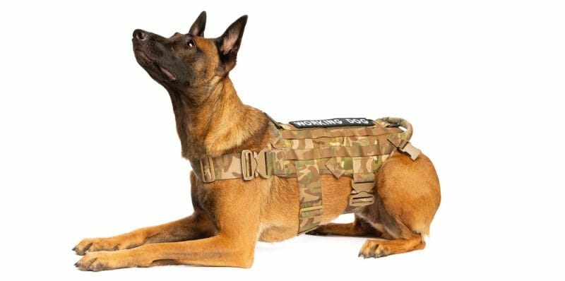 Are Belgian Malinois Aggressive? | Malinois Temperament