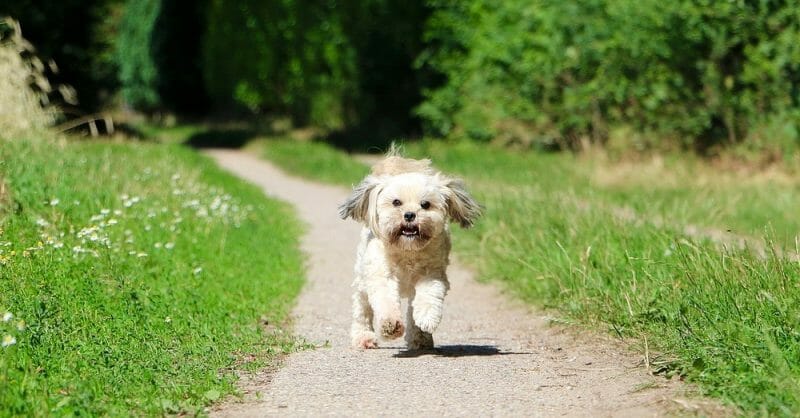 Lhasa Apso Weight Chart | Size & Growth Chart