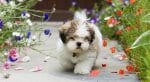 Lhasa Apso Weight Chart | Size & Growth Chart
