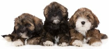Lhasa Apso Weight Chart | Size & Growth Chart