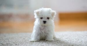 Maltese Growth Chart | Size & Weight Chart