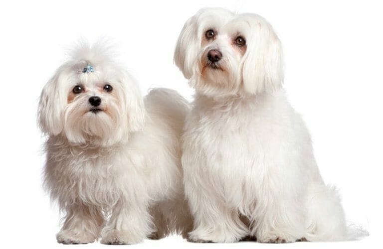 Maltese Growth Chart | Size & Weight Chart