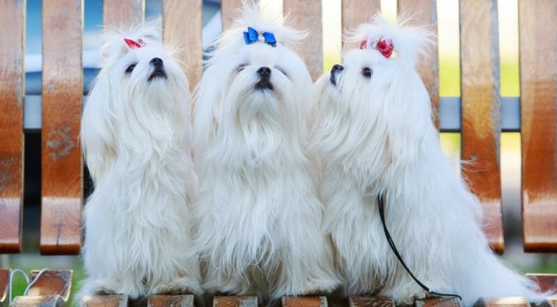 Maltese Growth Chart | Size & Weight Chart