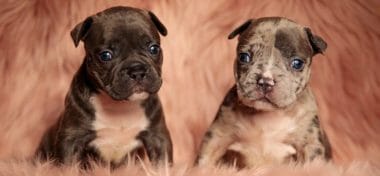 American Bully Colors: Coat And Color Chart