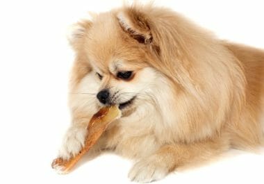 Pomeranian Size Chart | Growth & Weight Chart