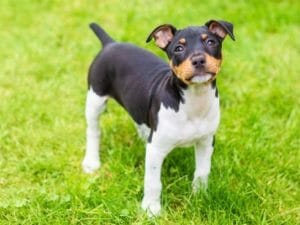 Miniature Pinscher Weight Chart | Size & Growth Chart